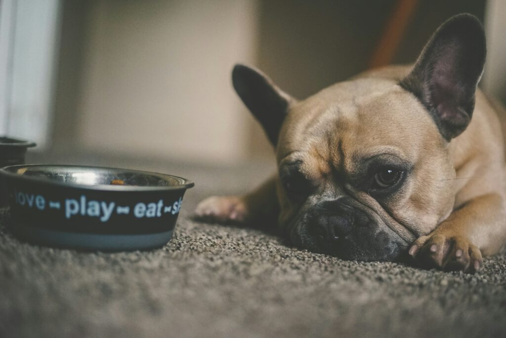Optimizing Your Dogs Diet: A Guide to Feeding Methods - Stamford CT ...