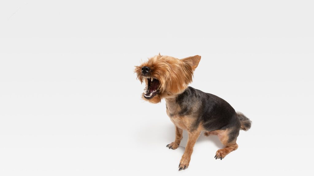 How to Handle and Prevent Excessive Barking in Dogs - Stamford CT ...